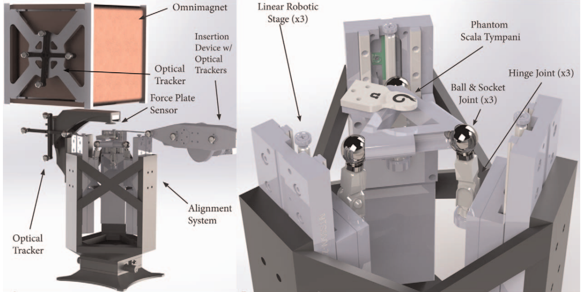 Examining the Basilar Membrane with Robotically Inserted CI Electrodes ...